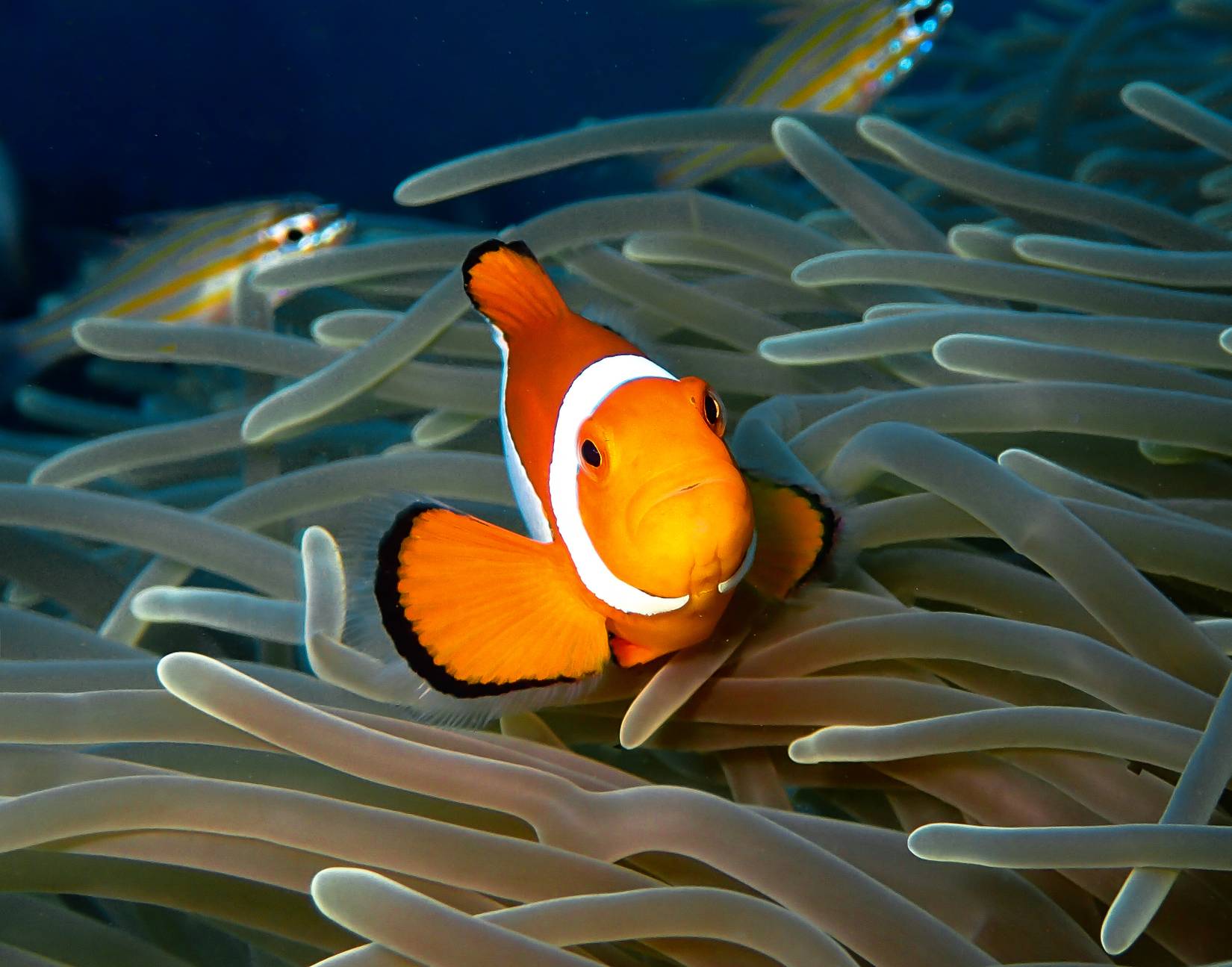 Disney Was Wrong: The Real Nemo Is A Monster Unfit For A Kids' Movie