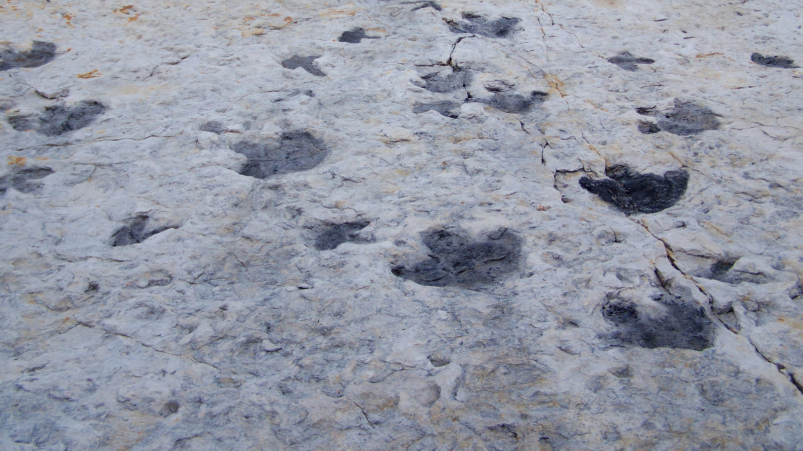 Strange "Bumps" Turn Out To Be A Huge "Dinosaur Highway" With Hundreds ...