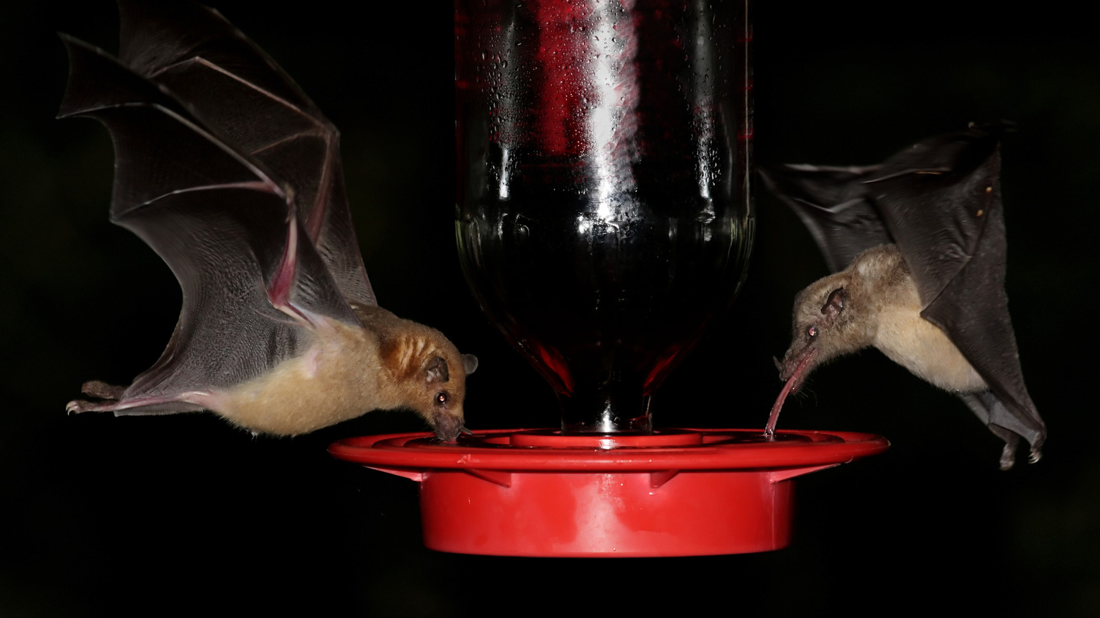 "Citizen Science" Leads To Discovery Of Endangered Bat In Arizona