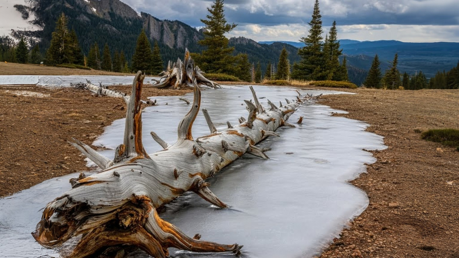 Remarkable Ancient Alpine Ecosystem Unearthed in Montana Reveals ...