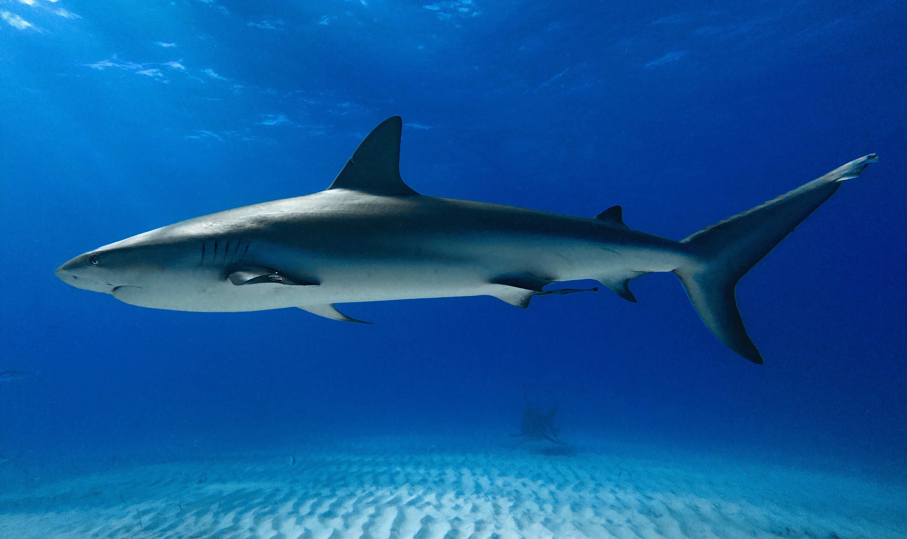 leopard shark attack 1955