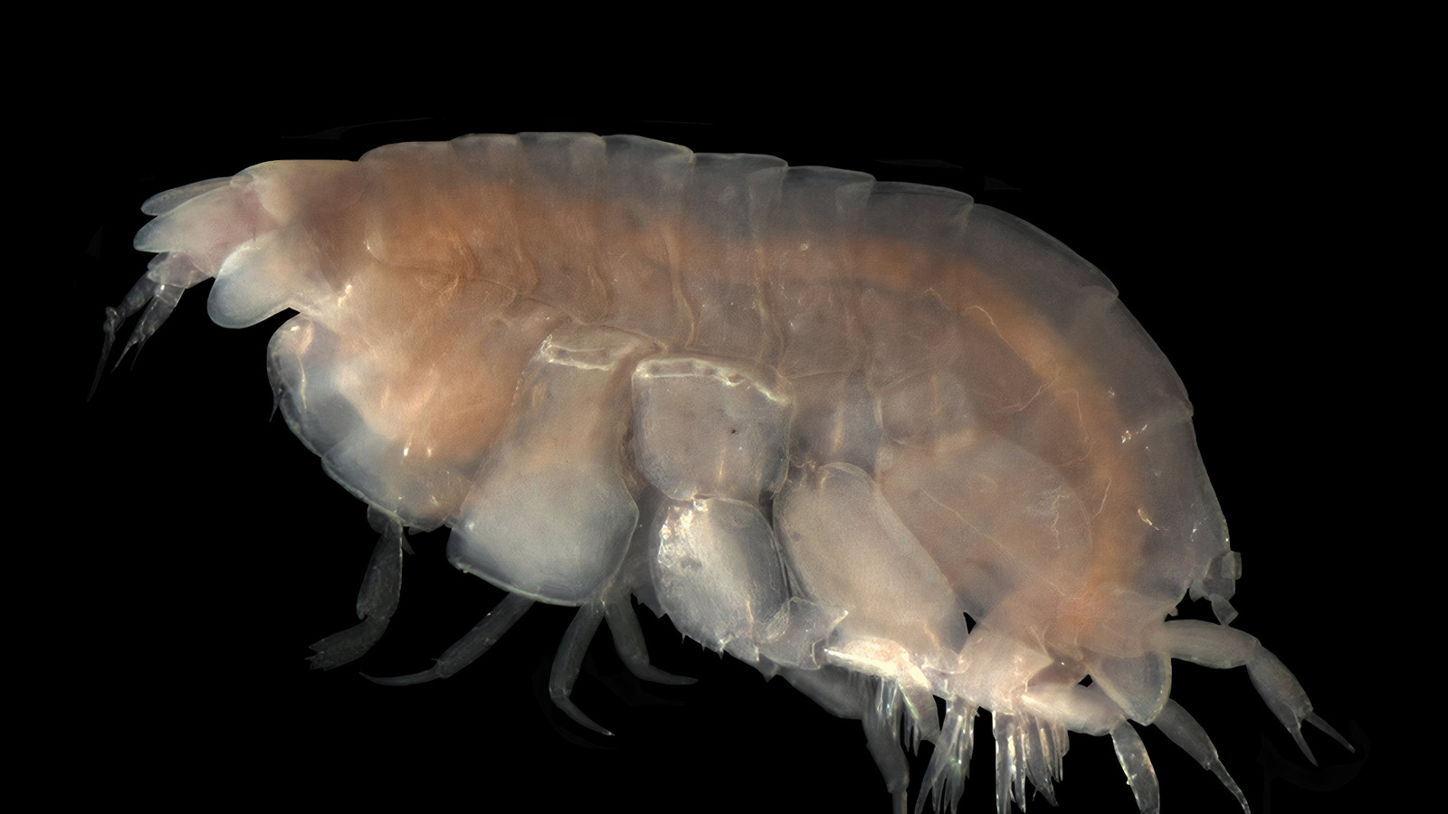 real alien facehugger