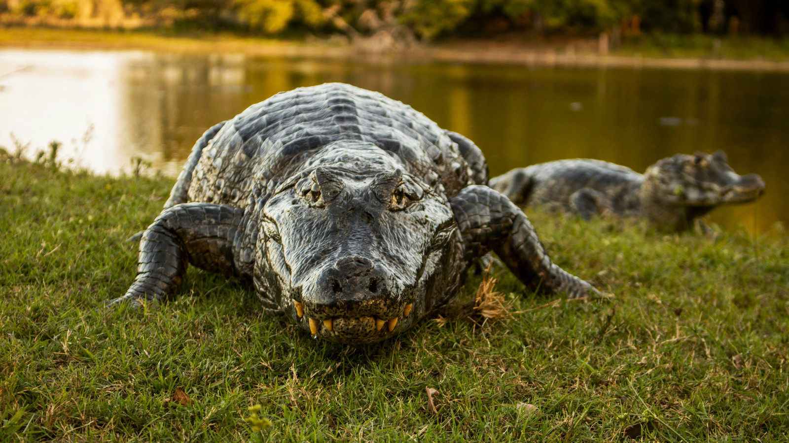 10 Most Alligator-Infested Lakes In Florida