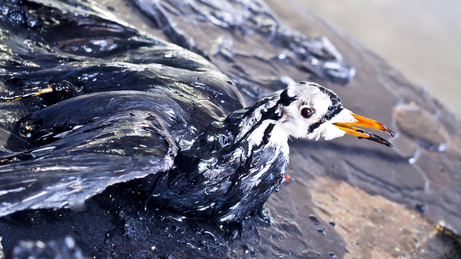 Wildlife Under Severe Threat After Massive Oil Spill in Russia Causes ...