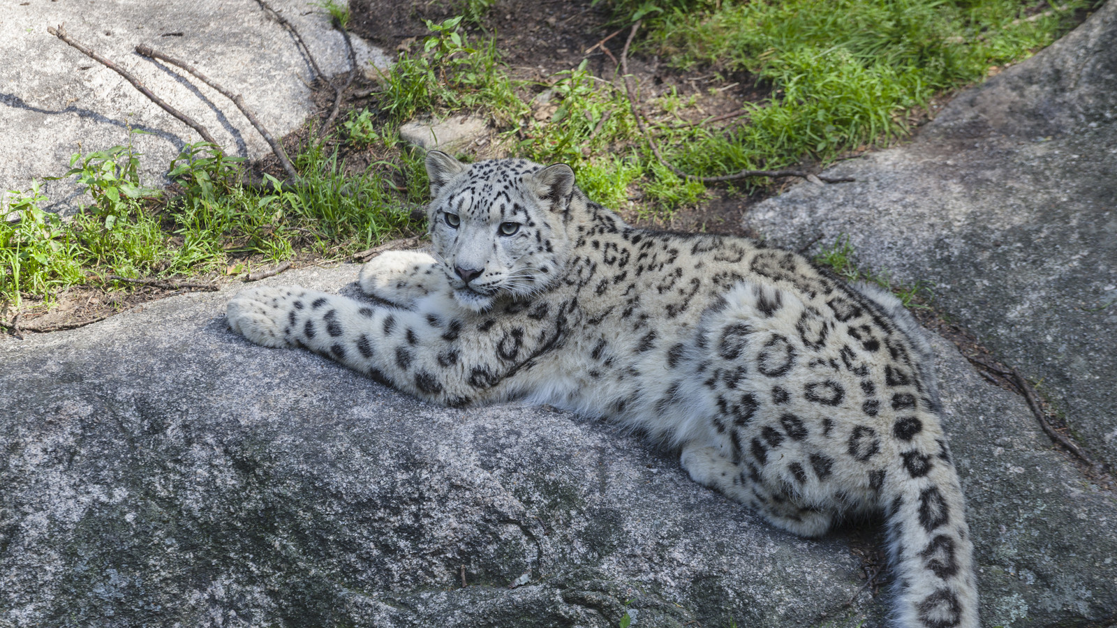 Bettina, The Snow Leopard, Will Play A Crucial Role In The Snow Leopard ...