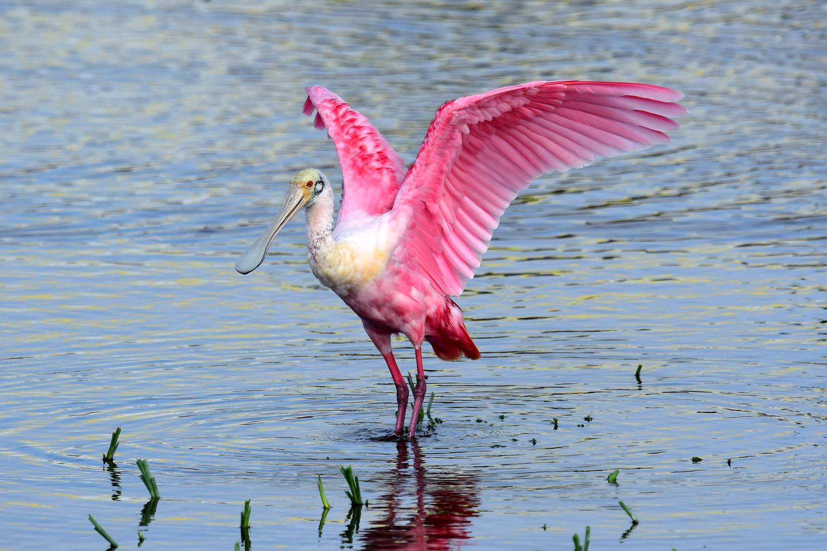 Skip Florida: Texas's "Mini Miami" Boasts Beautiful Beaches And Party ...