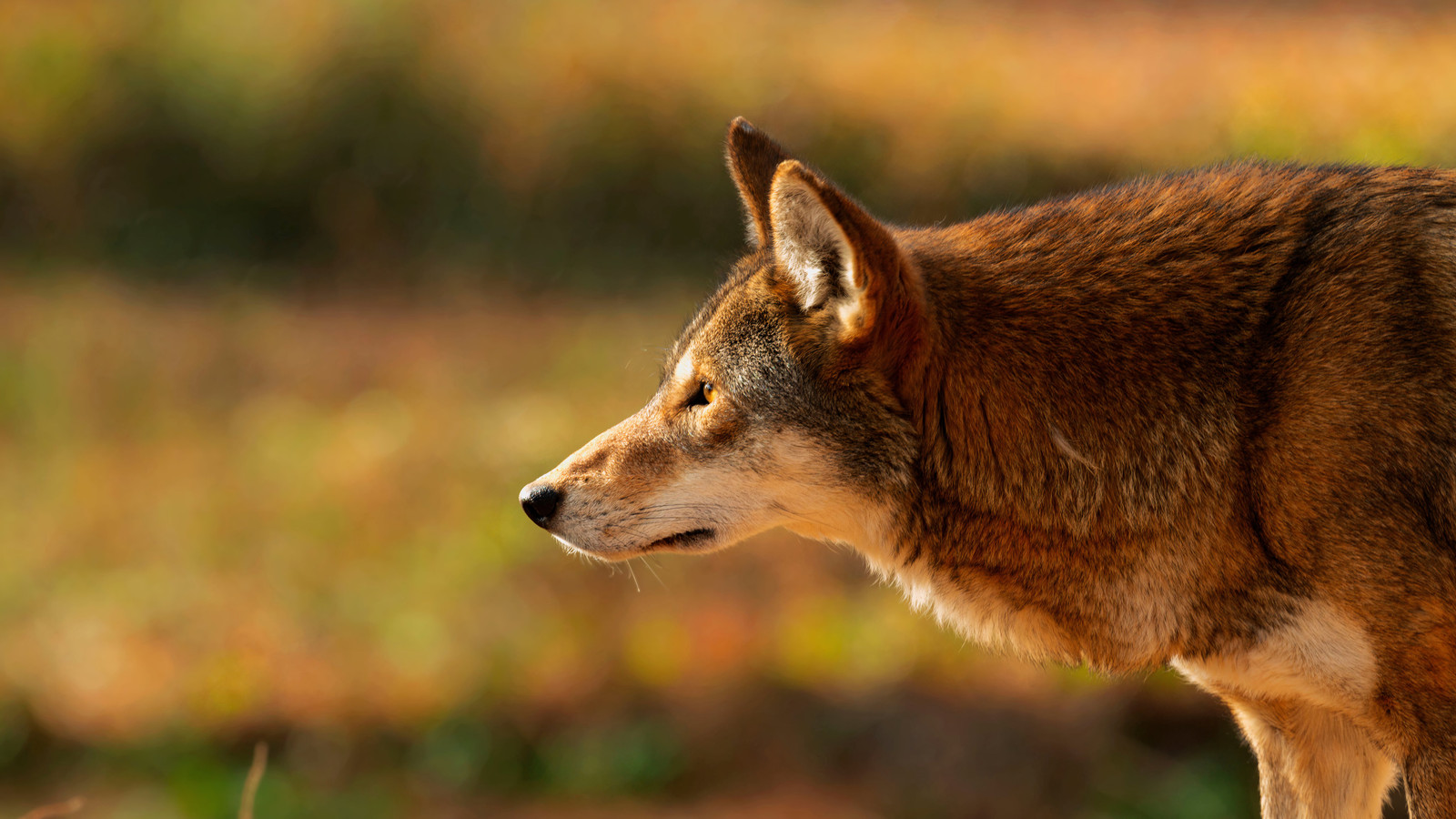 The World's Rarest Wolf Is Found Only In North Carolina