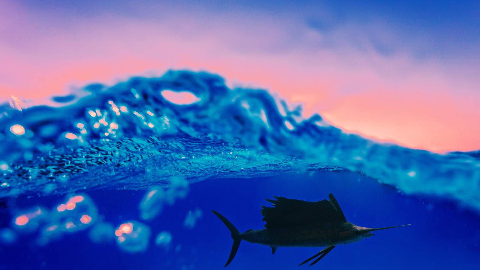 The Fastest Underwater Species Can Reach Speeds Of 68 Miles Per Hour