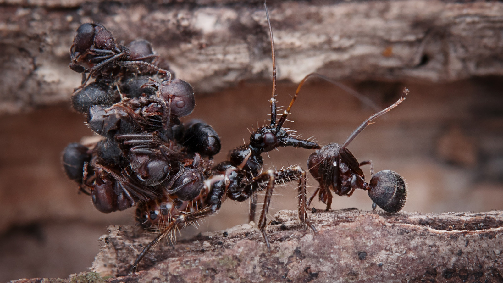 Terrifying "Assassin" Bugs Wear Their Victims' Bodies On Their Backs ...