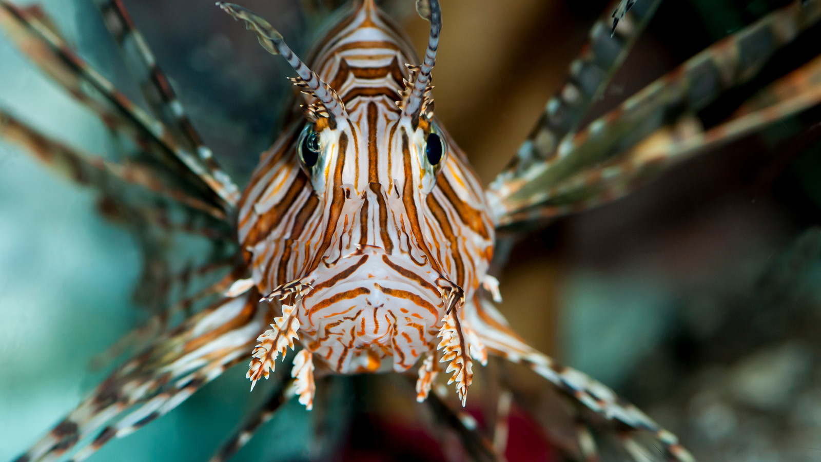 Not Sharks: This Stunning "Frankenstein" Fish Is One Of The World's ...