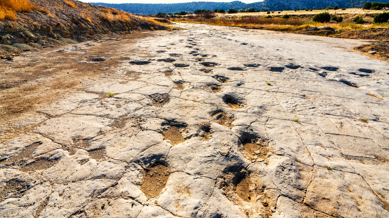 Strange "Bumps" Turn Out To Be A Huge "Dinosaur Highway" With Hundreds ...