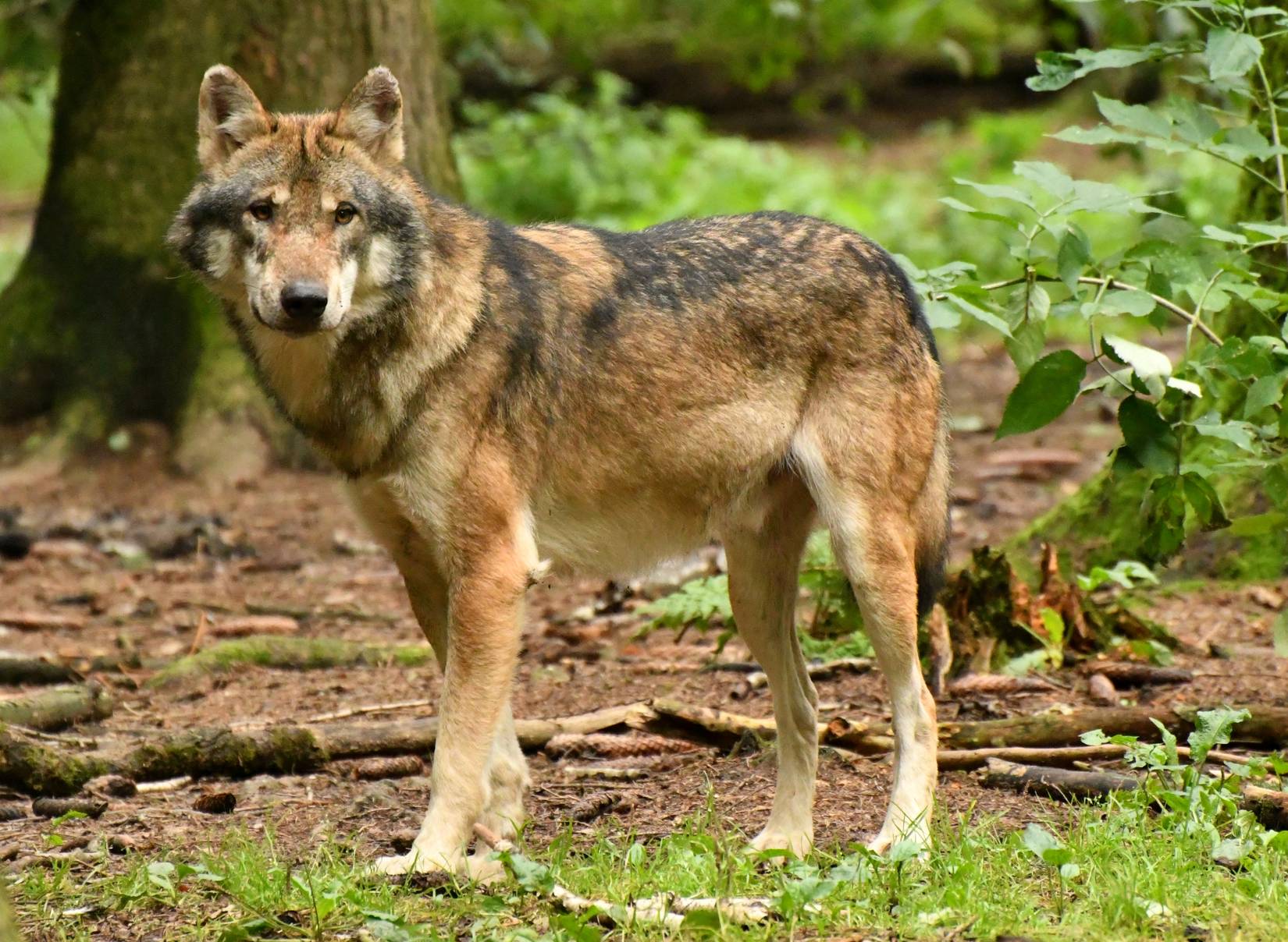 The World's Rarest Wolf Is Found Only In North Carolina