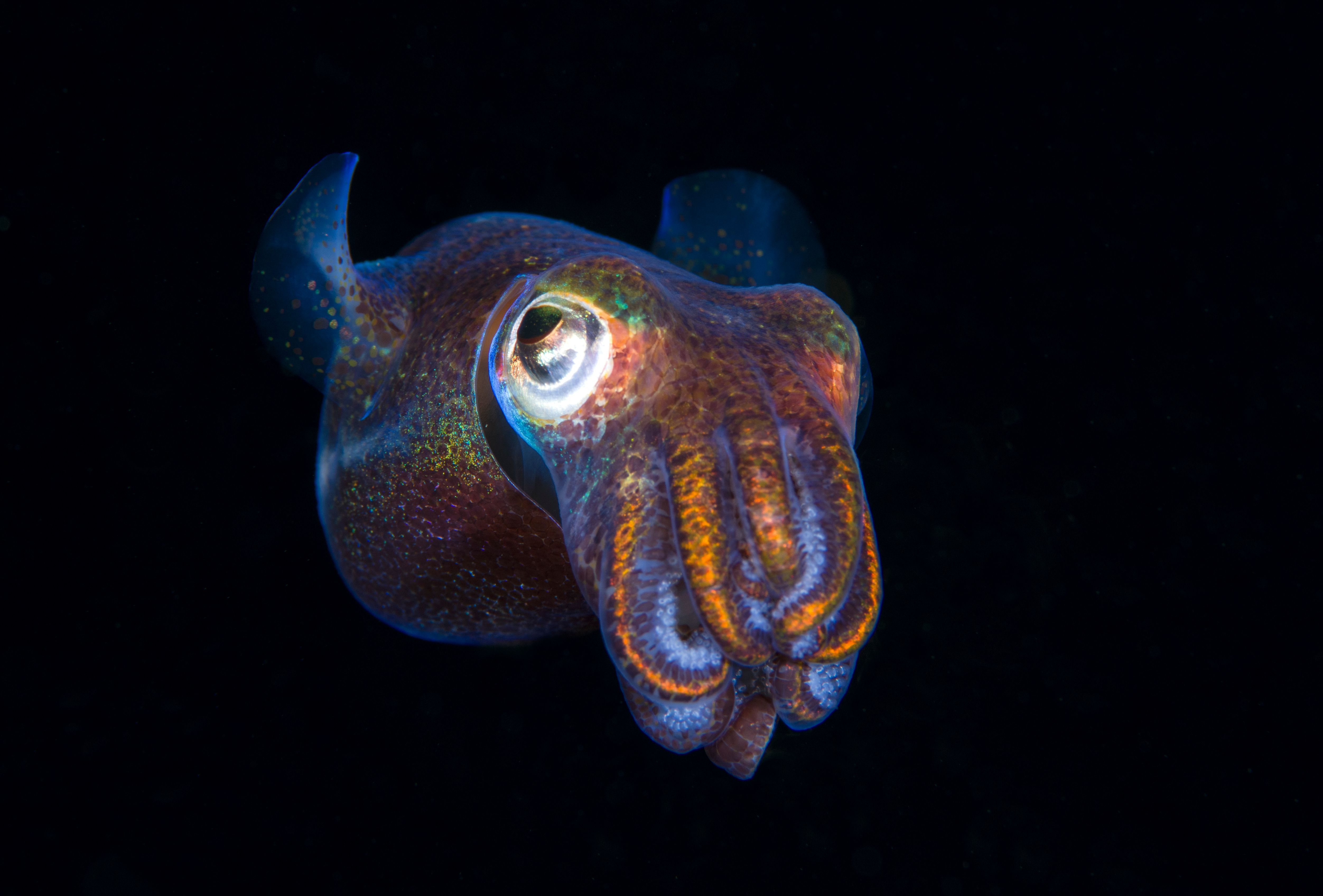 Why These Animals All Glow In The Dark