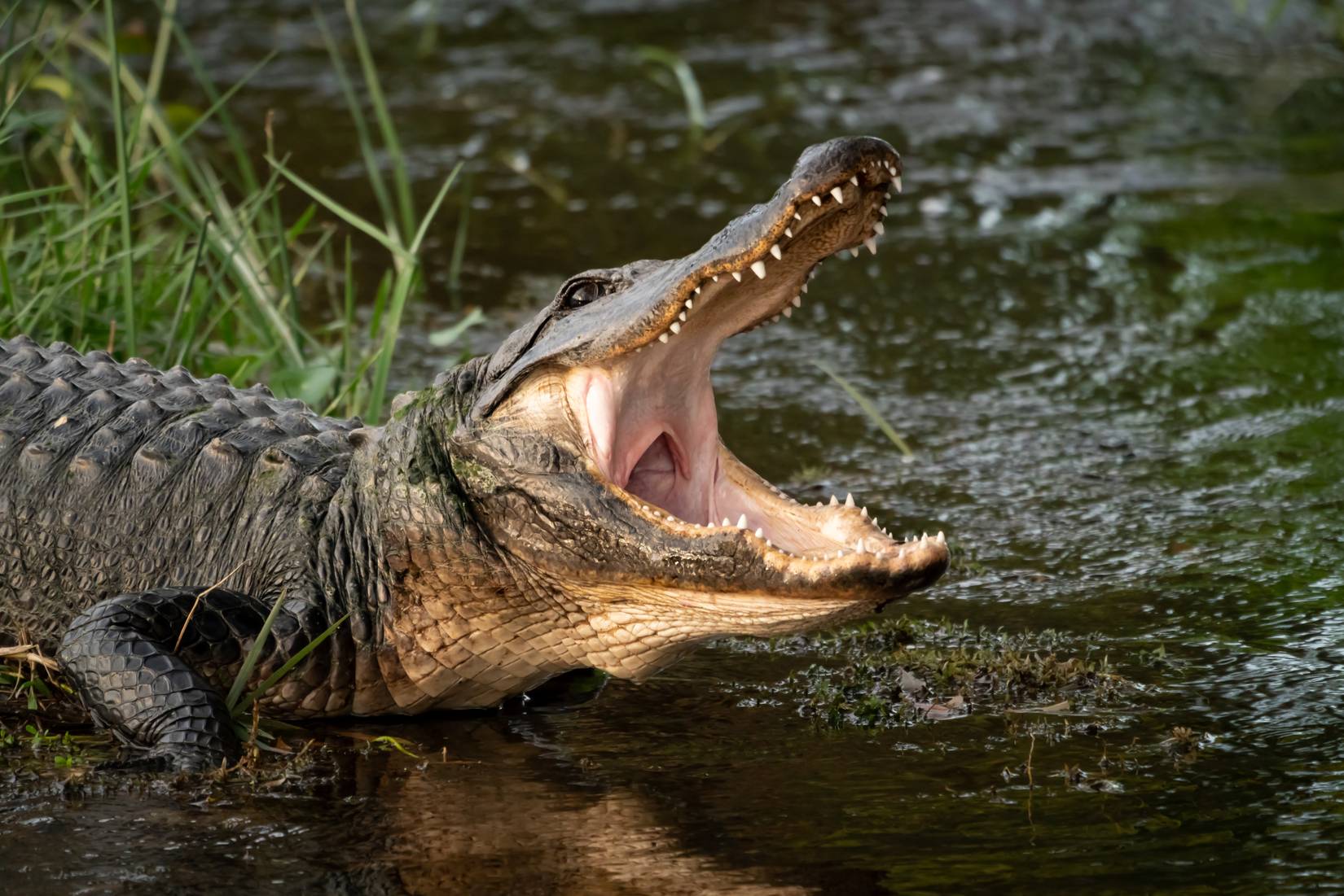 Disney World Alligator Warning Issued For At Least Three Different ...