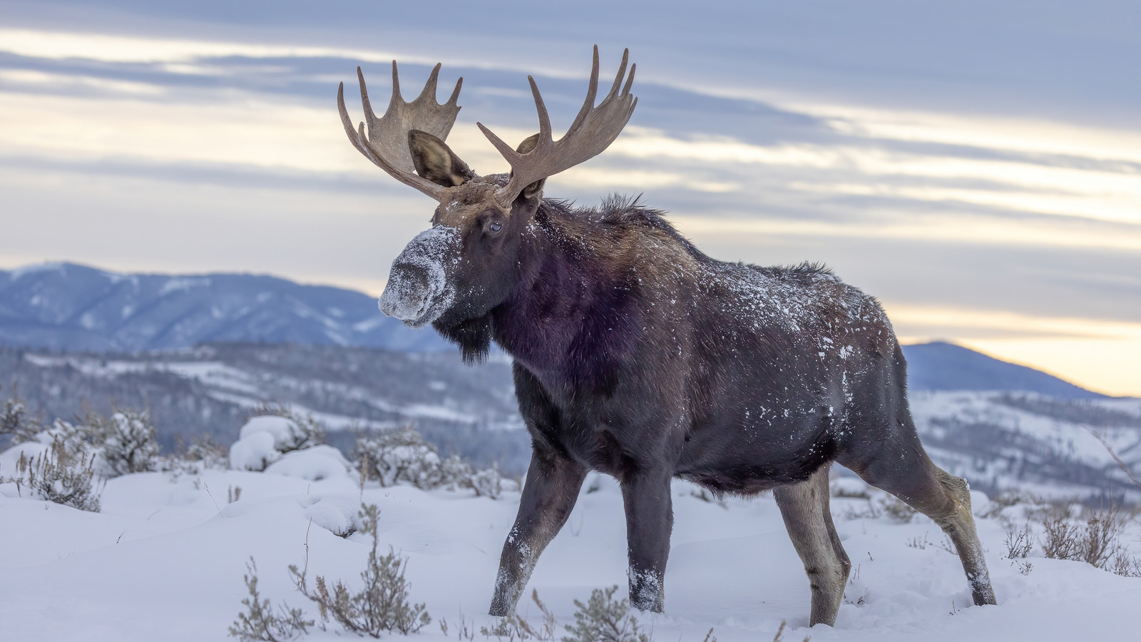 Majestic Moose Handles Snowstorm At Grand Teton National Park With Pure ...