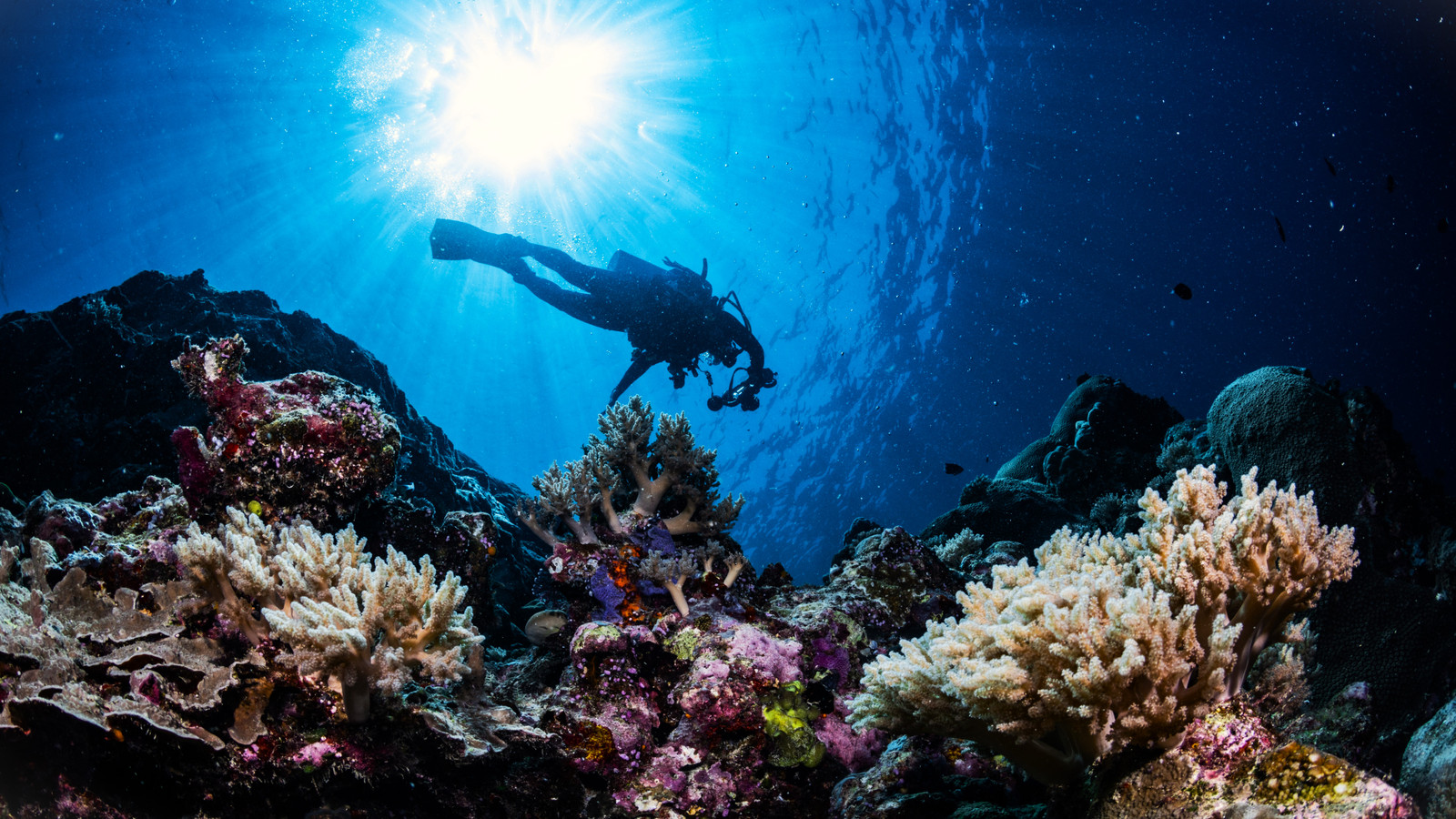The Coolest Underwater Discoveries Found By Divers