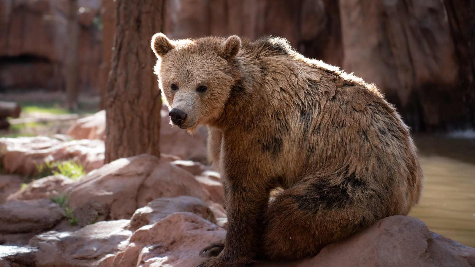 Canada’s Famous Grizzly, ‘The Boss,’ Among Other Bears In Alberta Are ...