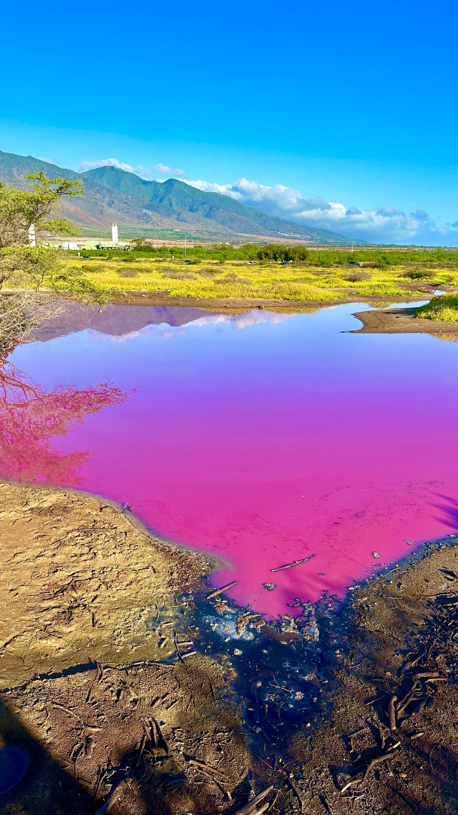 Forget Australia: These Pink Lakes In America Actually Exist