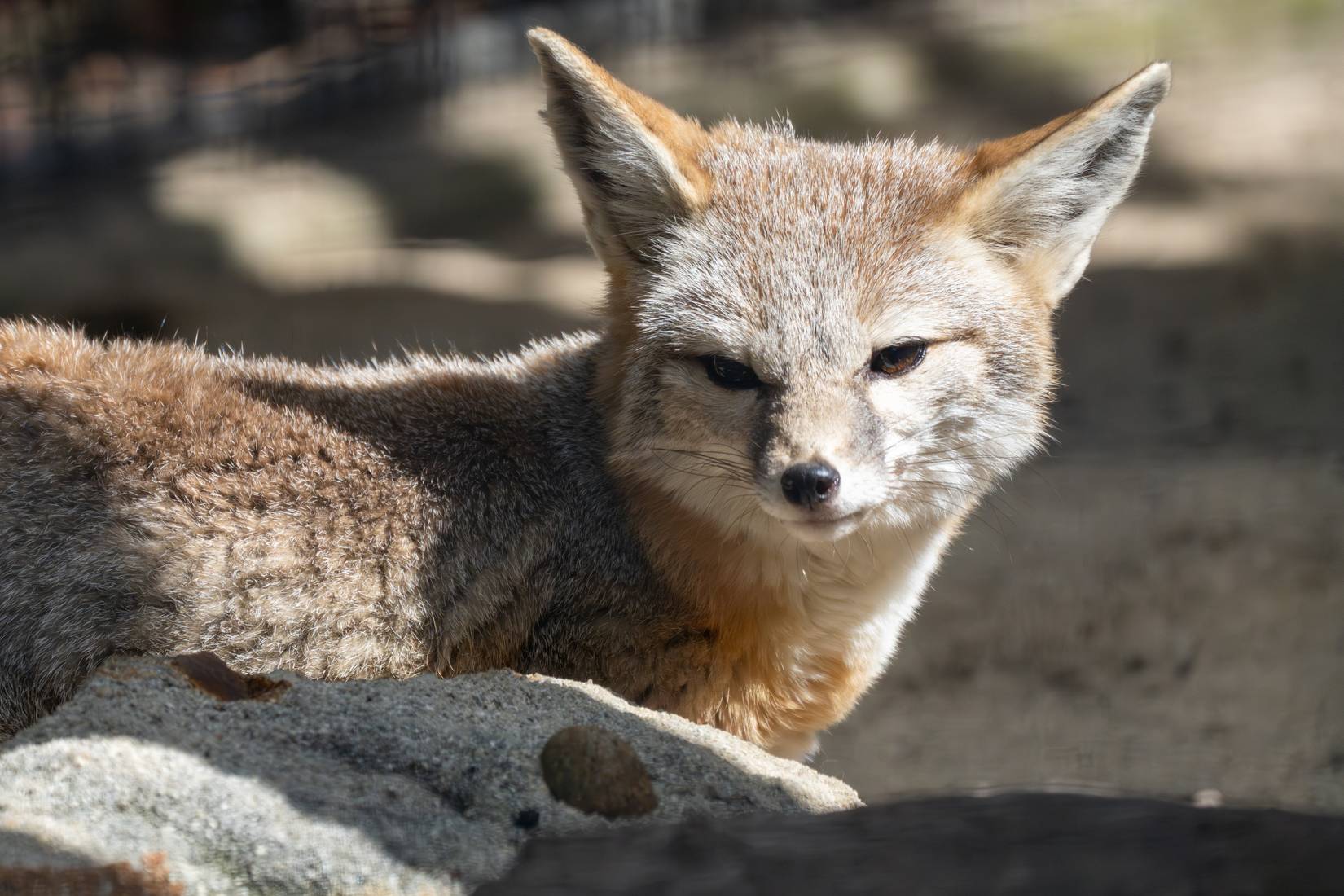 North America's Smallest Fox Could Soon Be Gone Forever