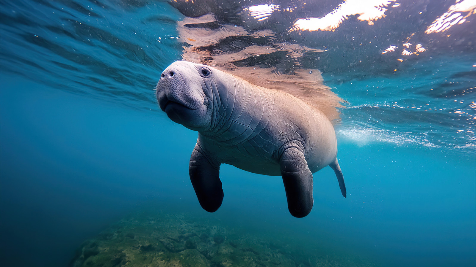 Christopher Columbus Mistook This Sea Creature For A Mermaid (& You Can ...