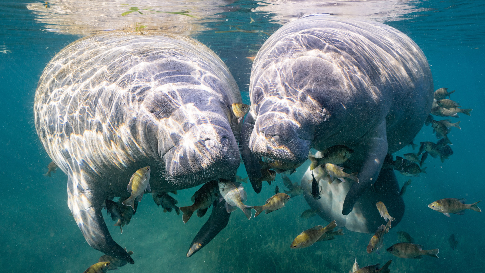 Florida Manatees Chances Of Being Classified As Endangered Looking Slim ...