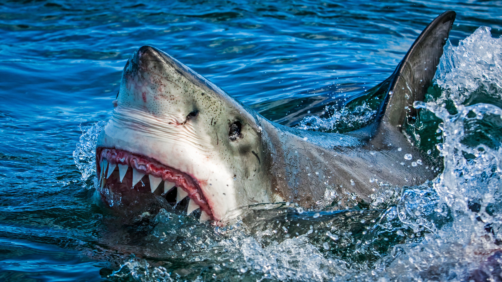 Bahamas Shark Attack: Two American Tourists Seriously Injured in Waters ...