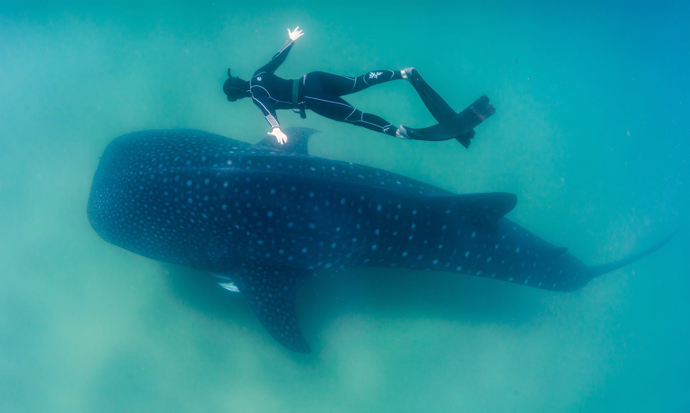 Do The Great Lakes Have Sharks No But They Do Have These