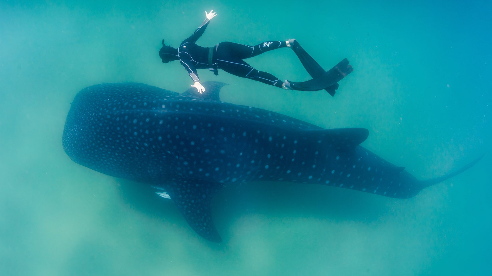 7 Shark Species That Aren't Dangerous