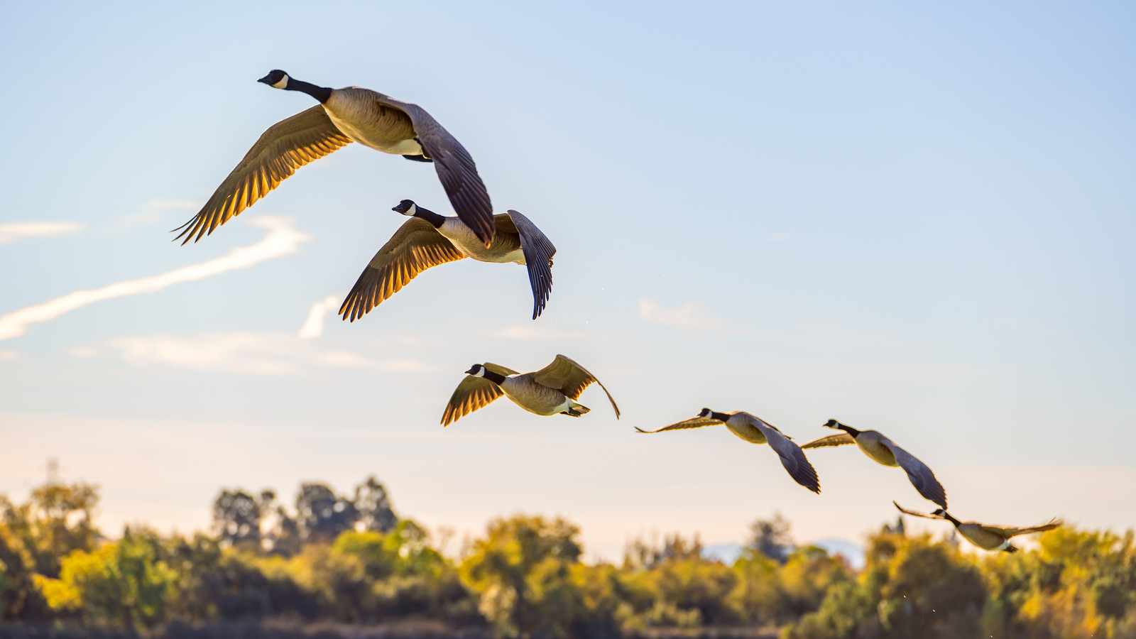 Mount Pleasant, NY Park Closed to Public After One Dozen Canadian Geese ...
