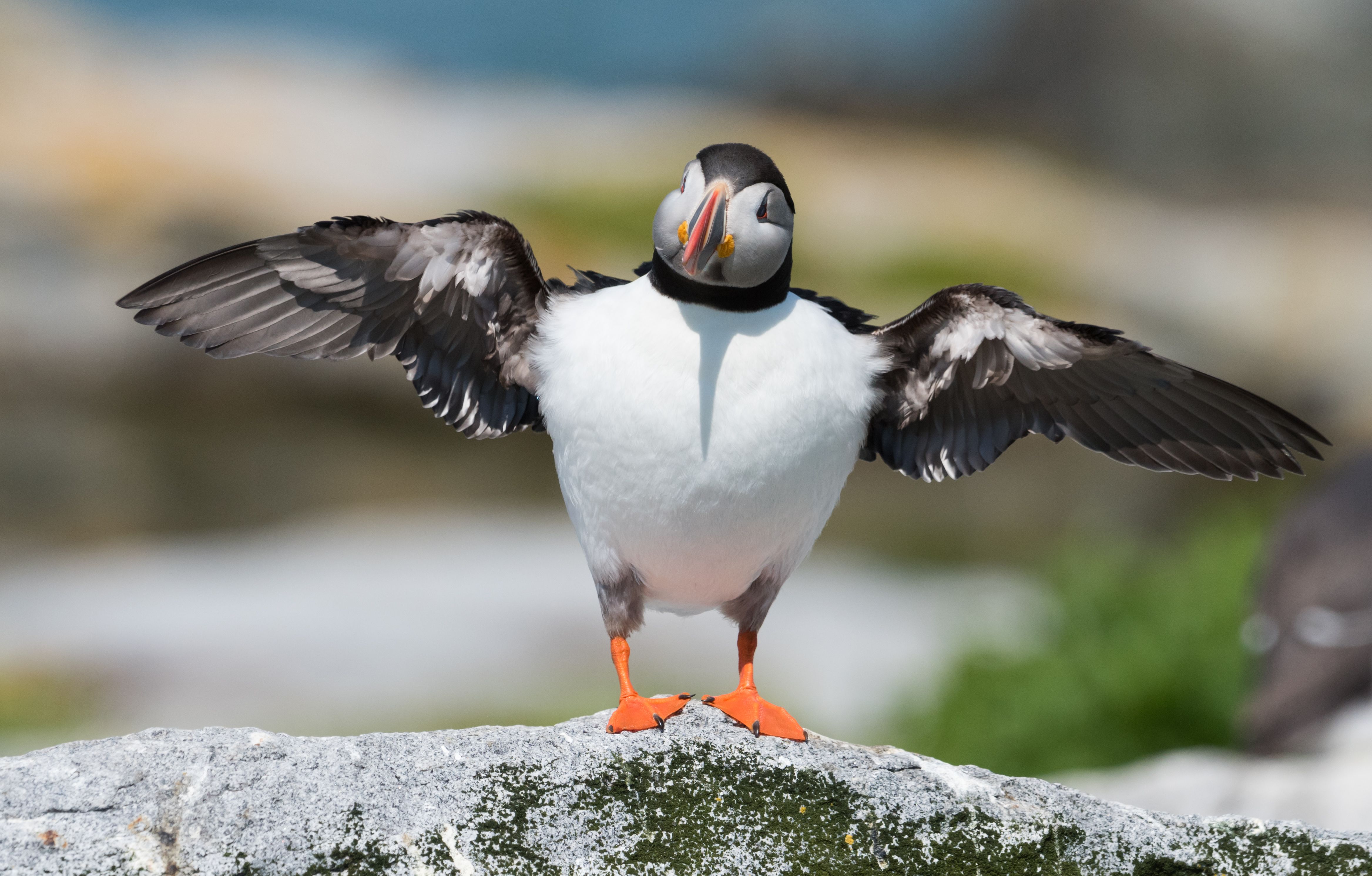 The "Mime" Of The Sea Tricks Predators Into Believing It's Another ...