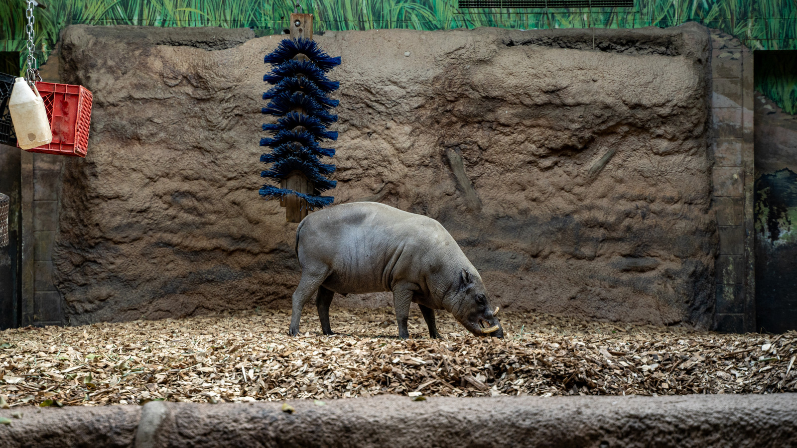 Toronto Zoo Mourns Death of Beloved 17-Year-Old Babirusa, "Bucky": Human Error Is to Blame