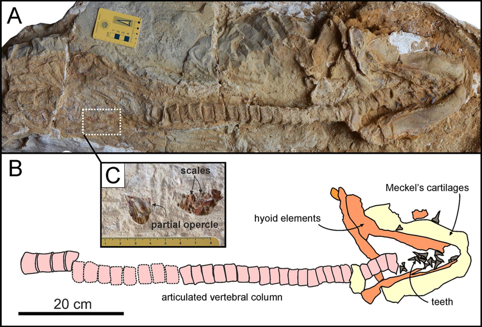 9-Million-Year-Old Fossil Of Sea Giant Found In Remarkable Shape In The ...