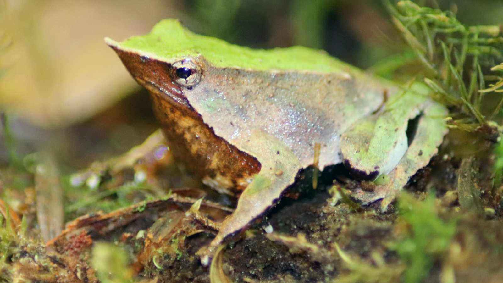 Rare and Endangered Male Darwin's Frogs Birth Their Young After ...