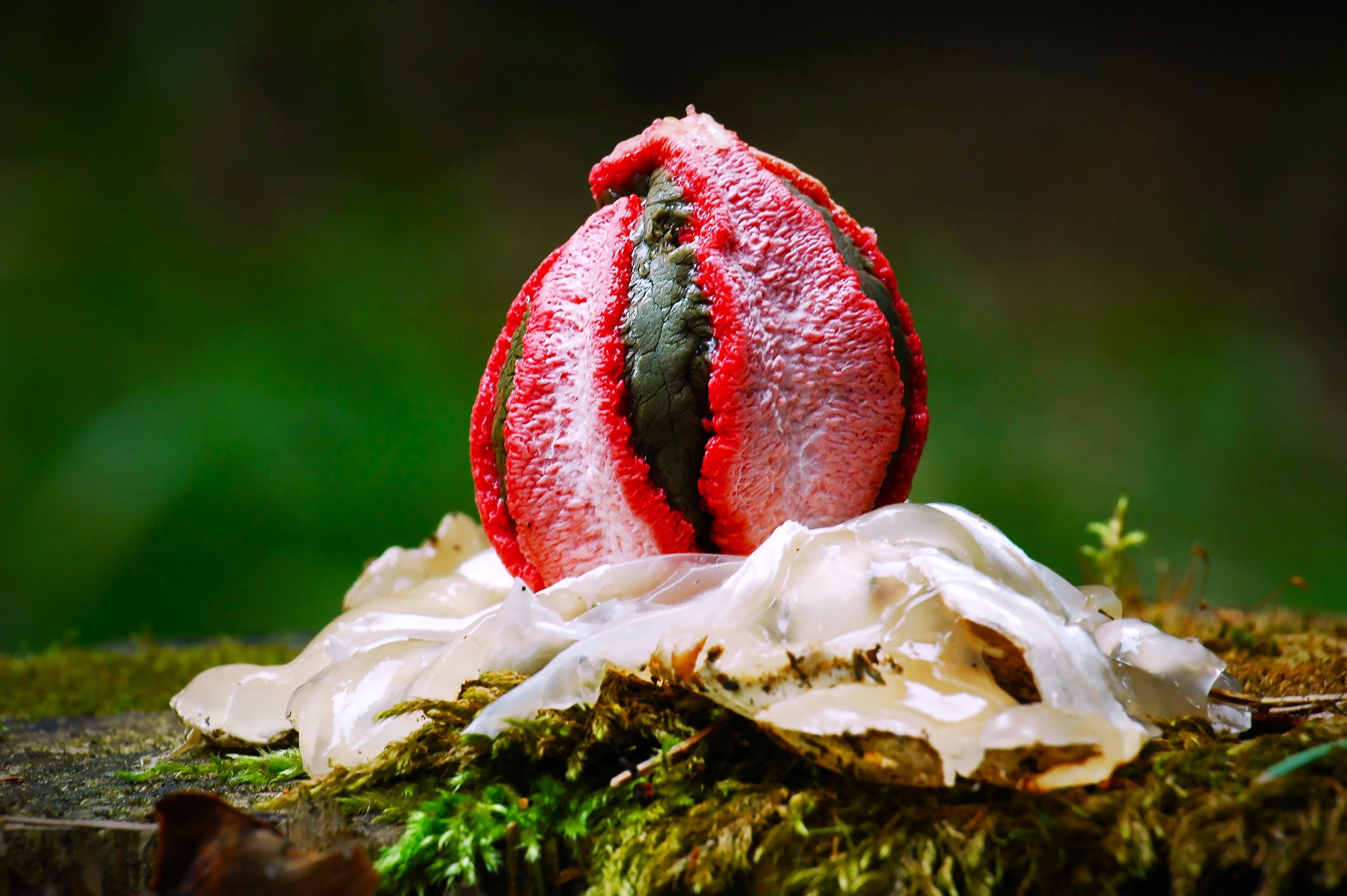 The World's Scariest Fungus Looks Straight Out Of An Alien Movie, But ...