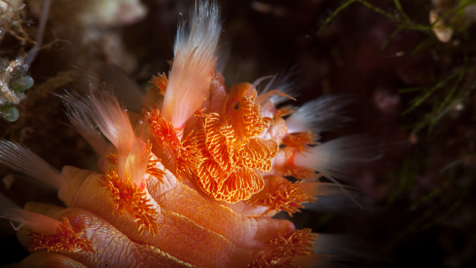 The World's Weirdest Worm With A Wacky Hairstyle Is Pure Nightmare Fuel