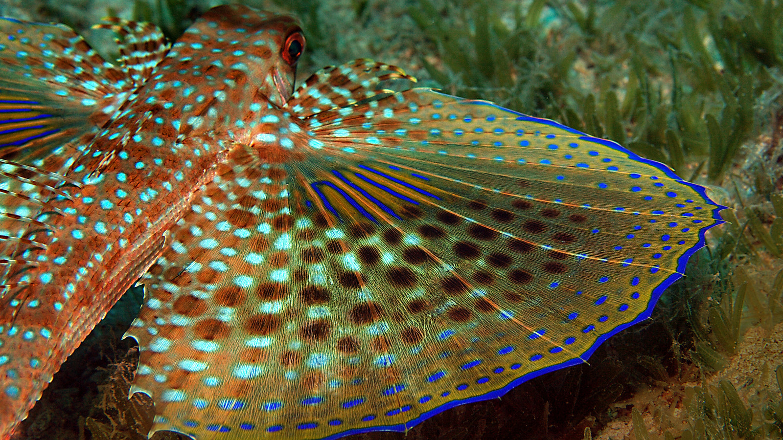 This Fish Can Fly At 35 Mph