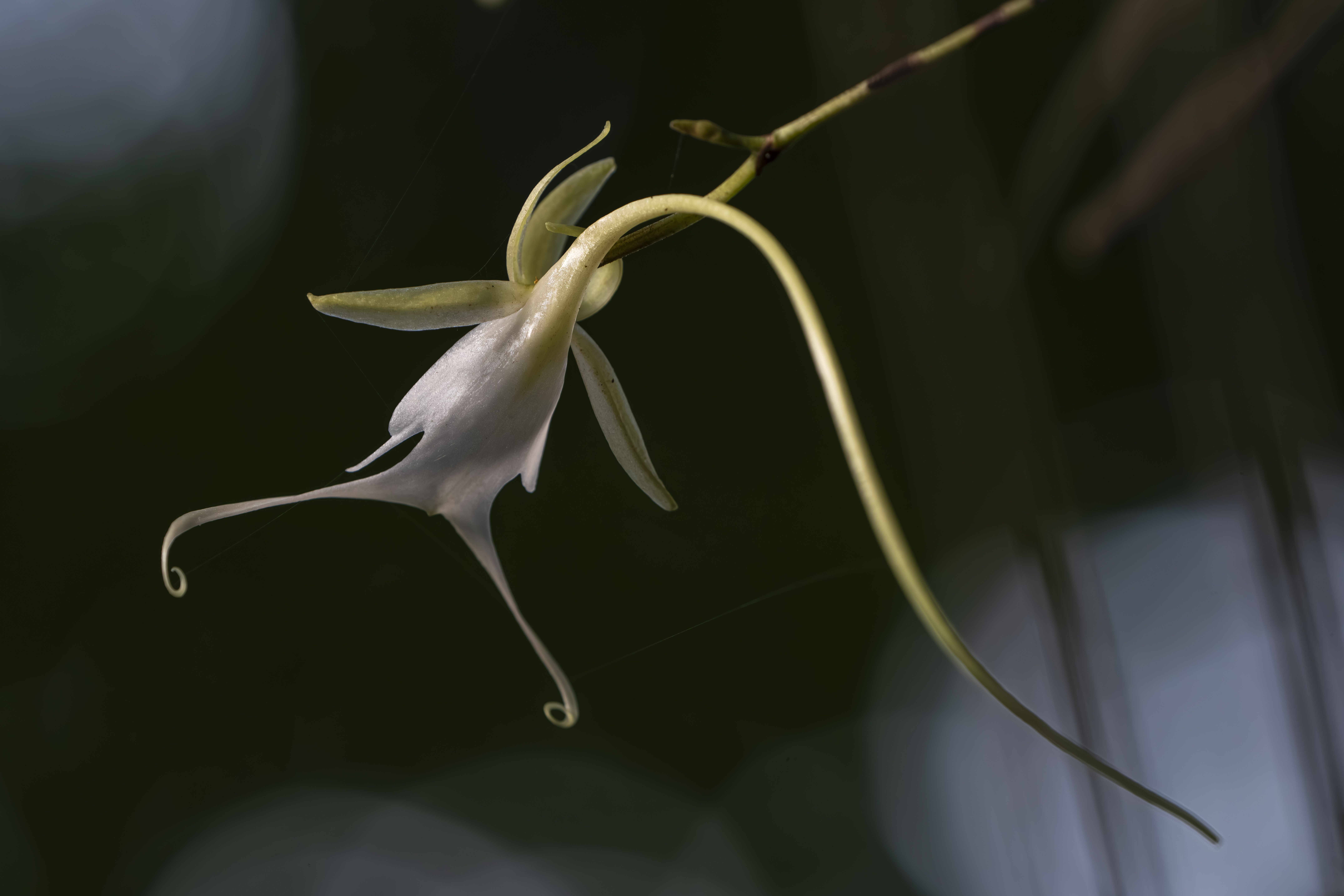 The Creepiest Flower On Earth Is Found In The U.S.