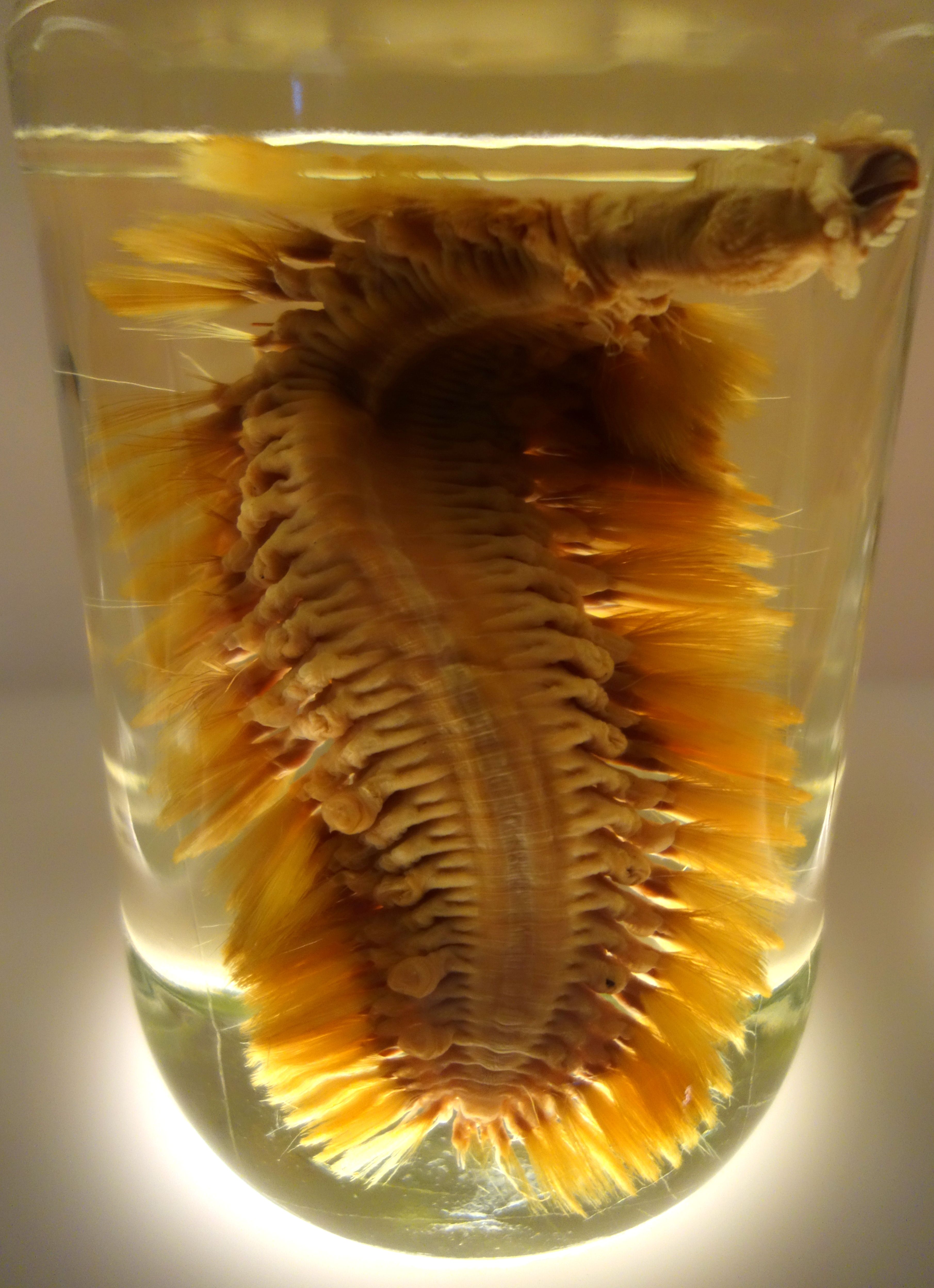 scale worm antarctica