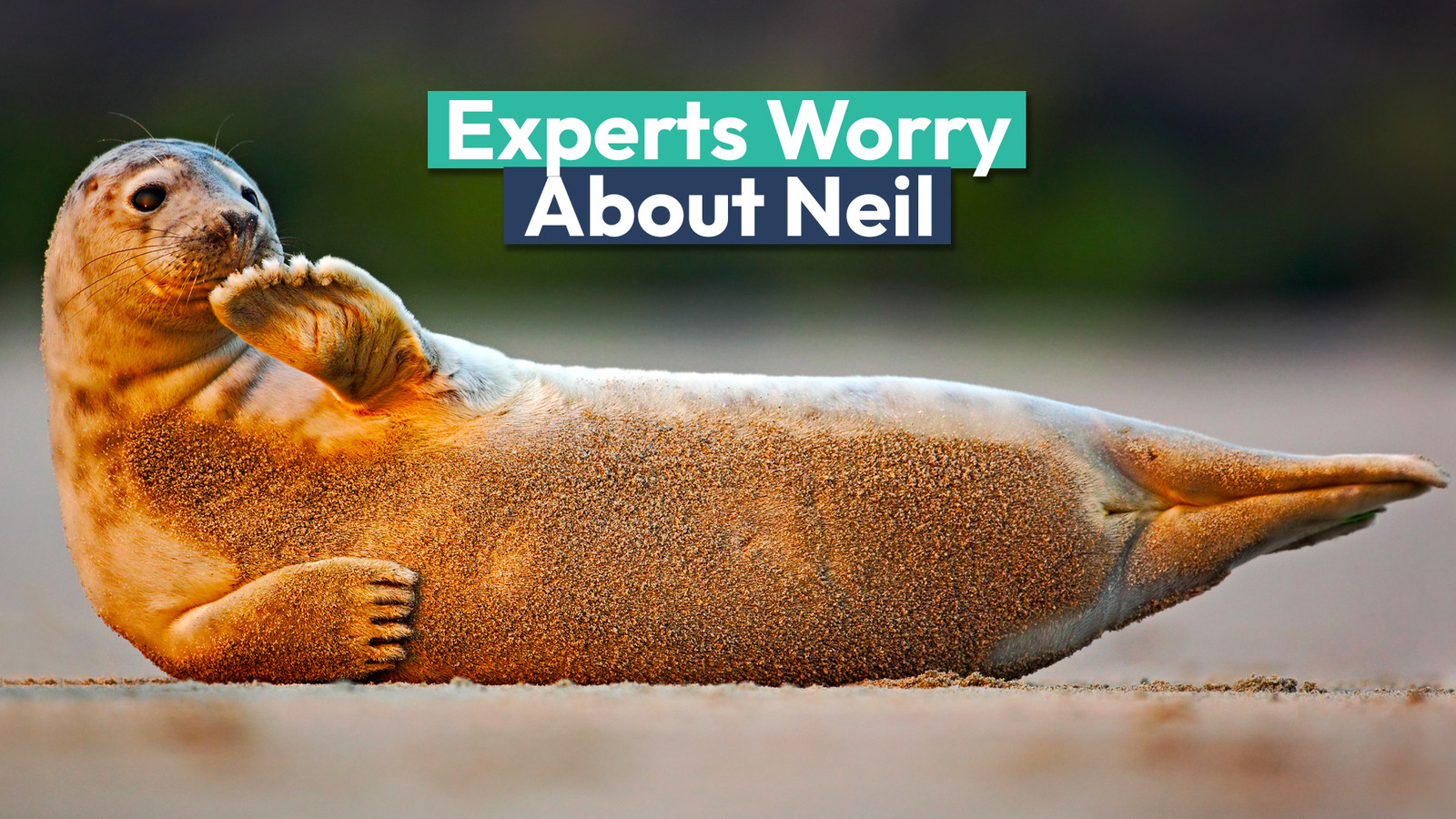 Neil The Seal Is A Social Media Sensation, But Experts Are Concerned