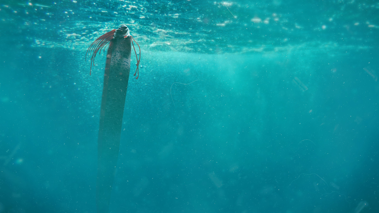 Rare Deep-Sea Doomsday Fish Comes Ashore in Baja California Sur ...