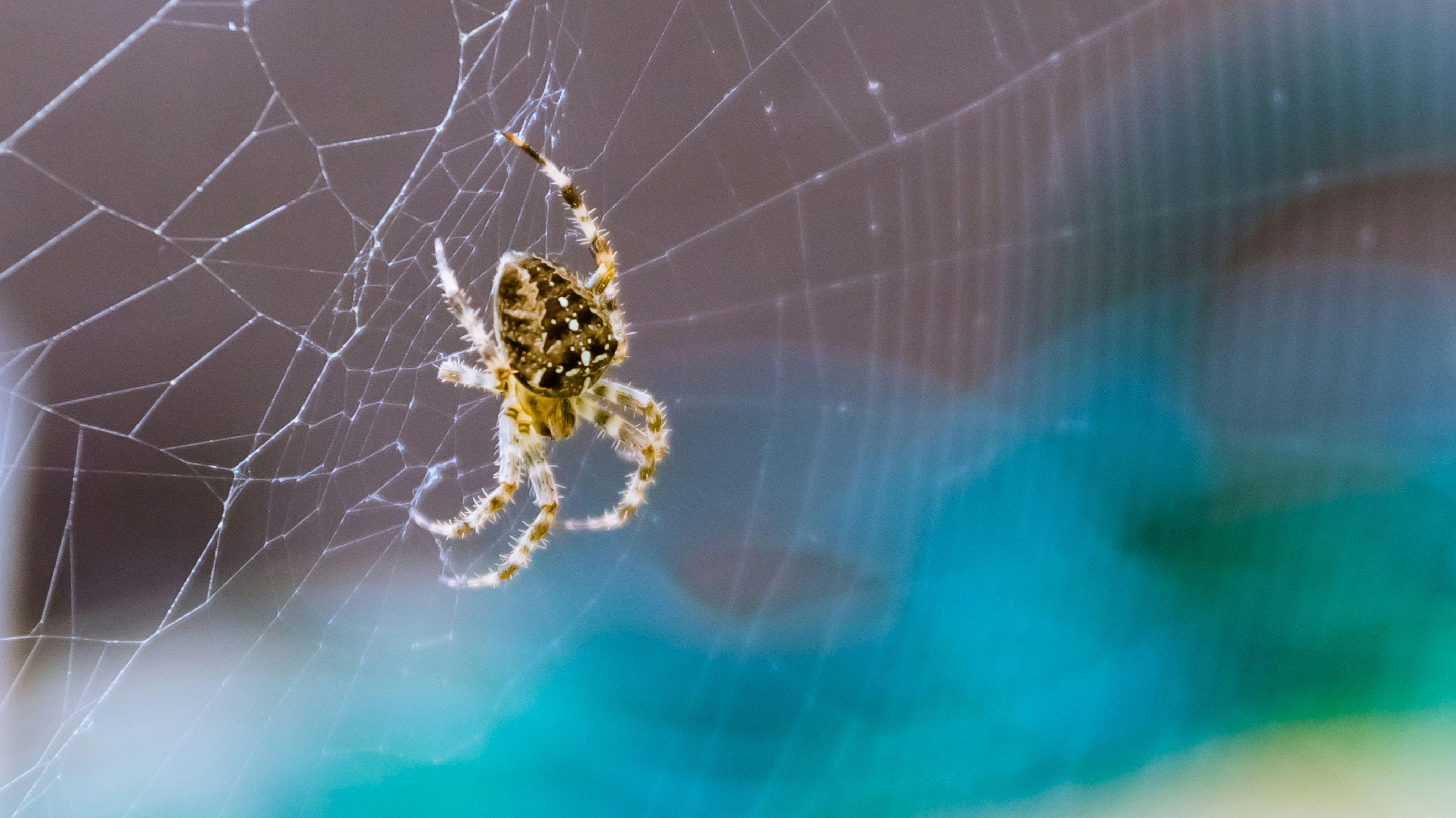 A Creepy New Species of "Assassin" Spider Was Discovered In An ...
