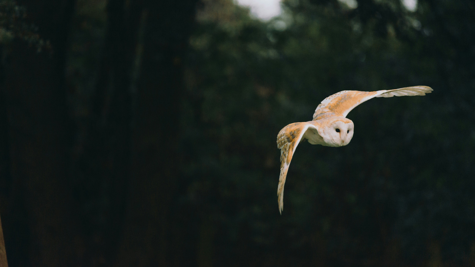 Superb Owl Celebrations Take Flight As Hilarious Typo Trends