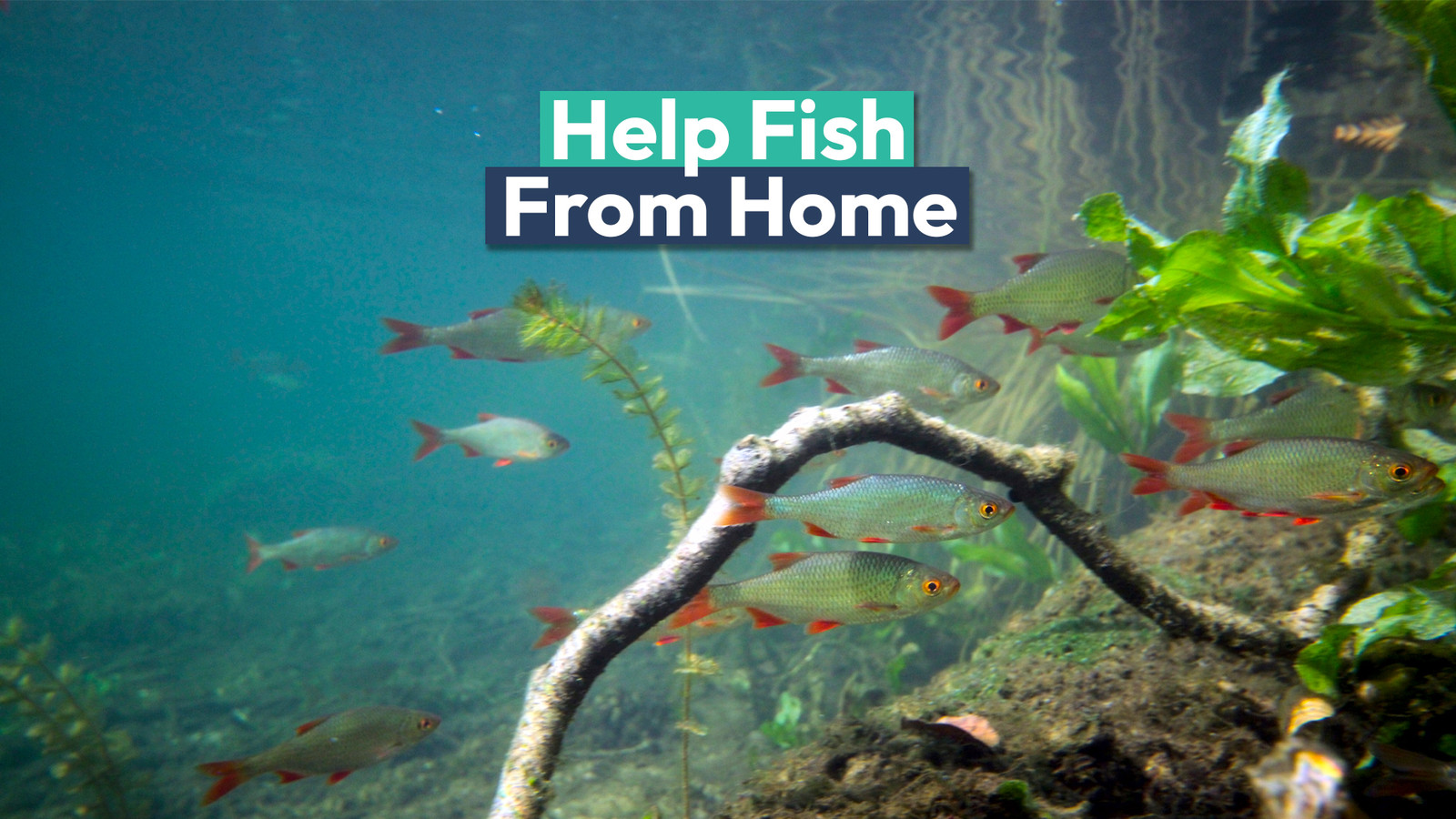 Save Fish From Your Couch: The Viral "Fish Doorbell" Starts Soon This ...
