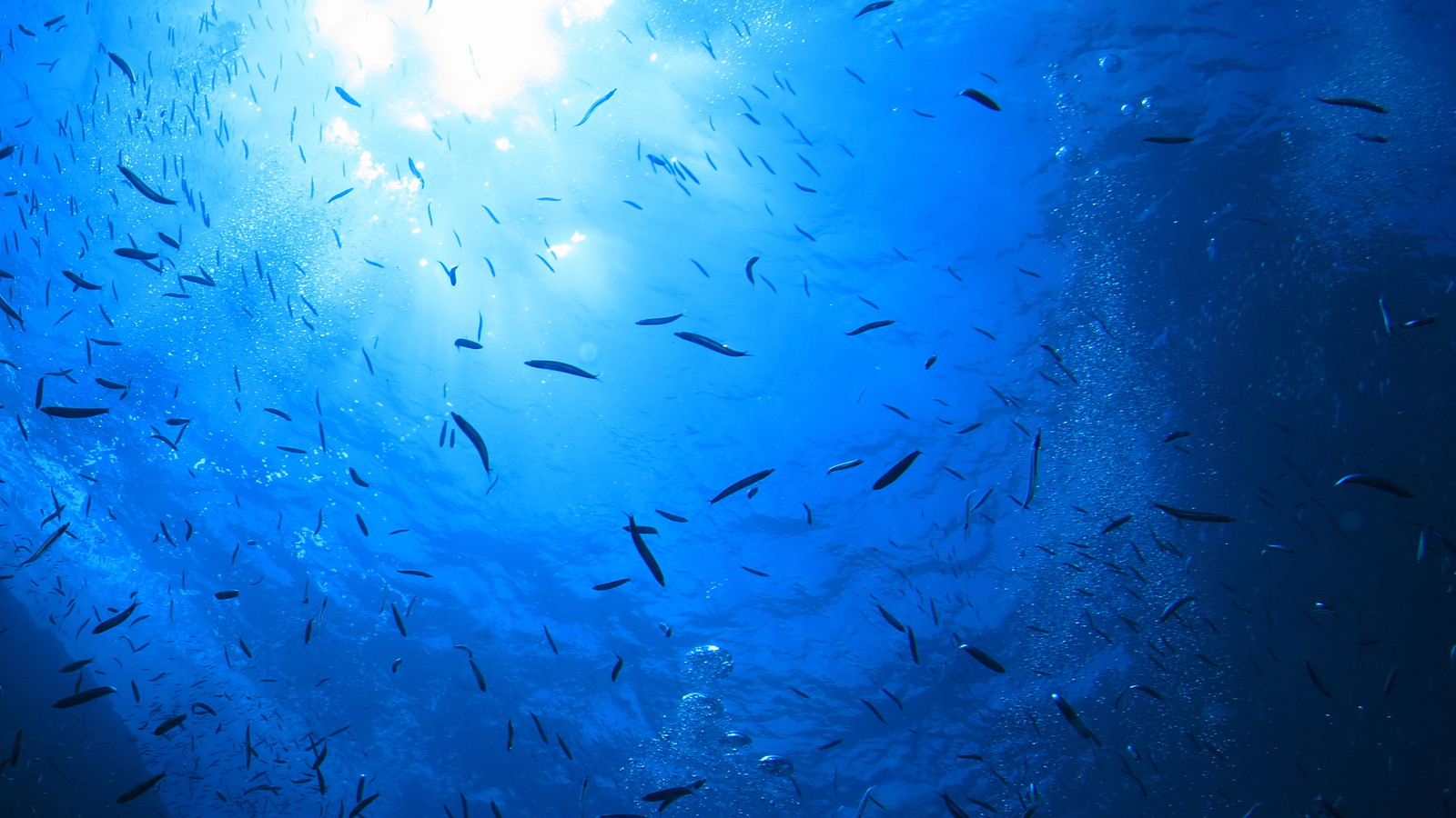 Scientists Shocked and Elated by Return of "World's Rarest" and Long ...