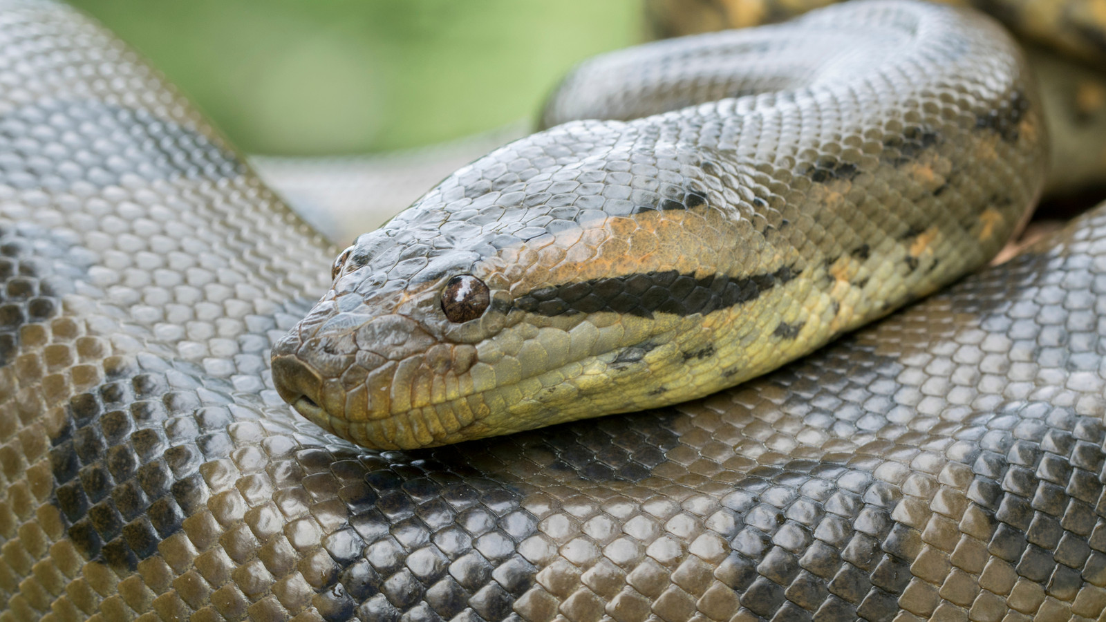 The Largest Snake Ever Discovered Was Recently Found In The Amazon ...