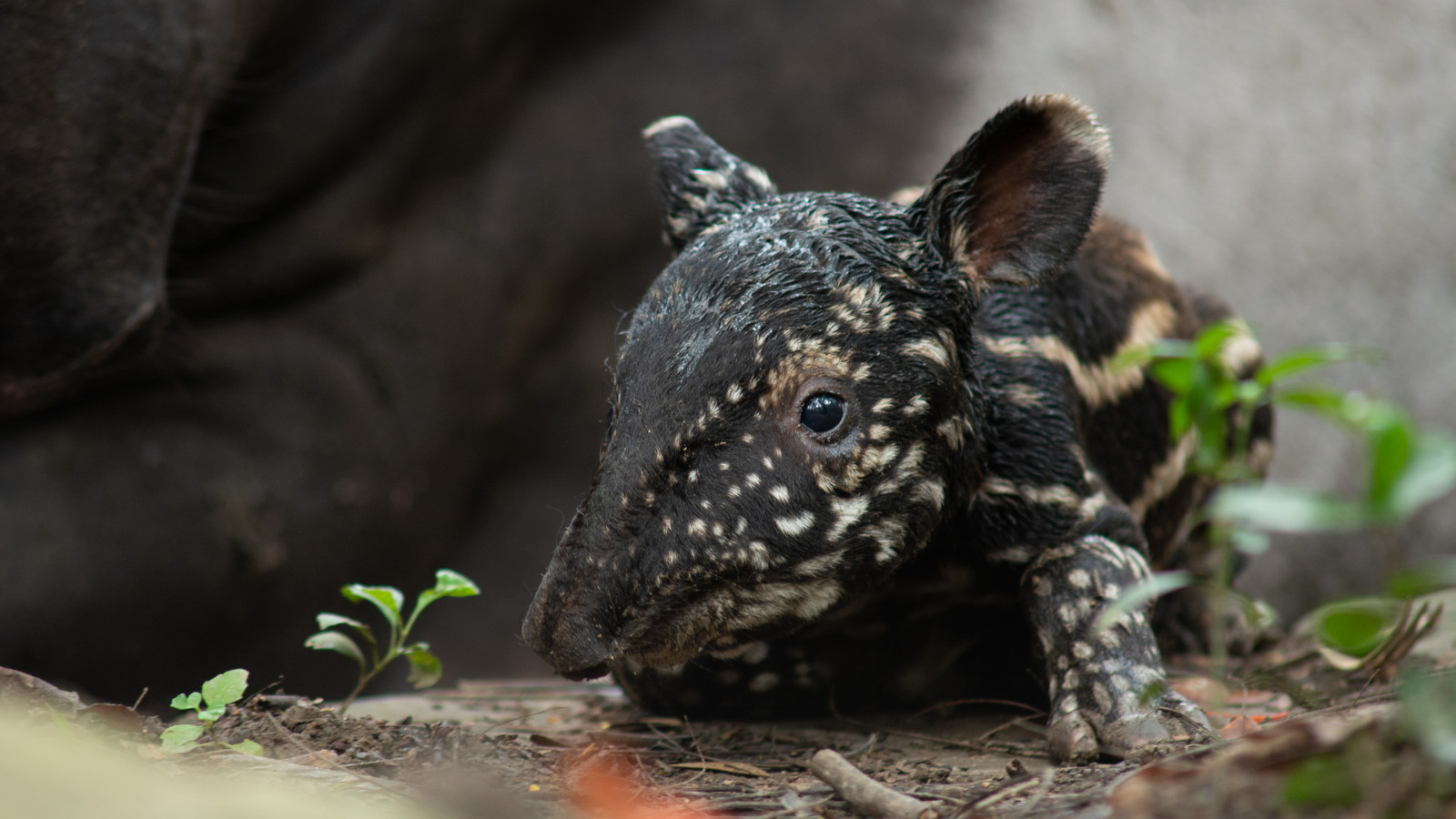 After The Largest Continental Mammal Resurfaced More Than 100 Years ...