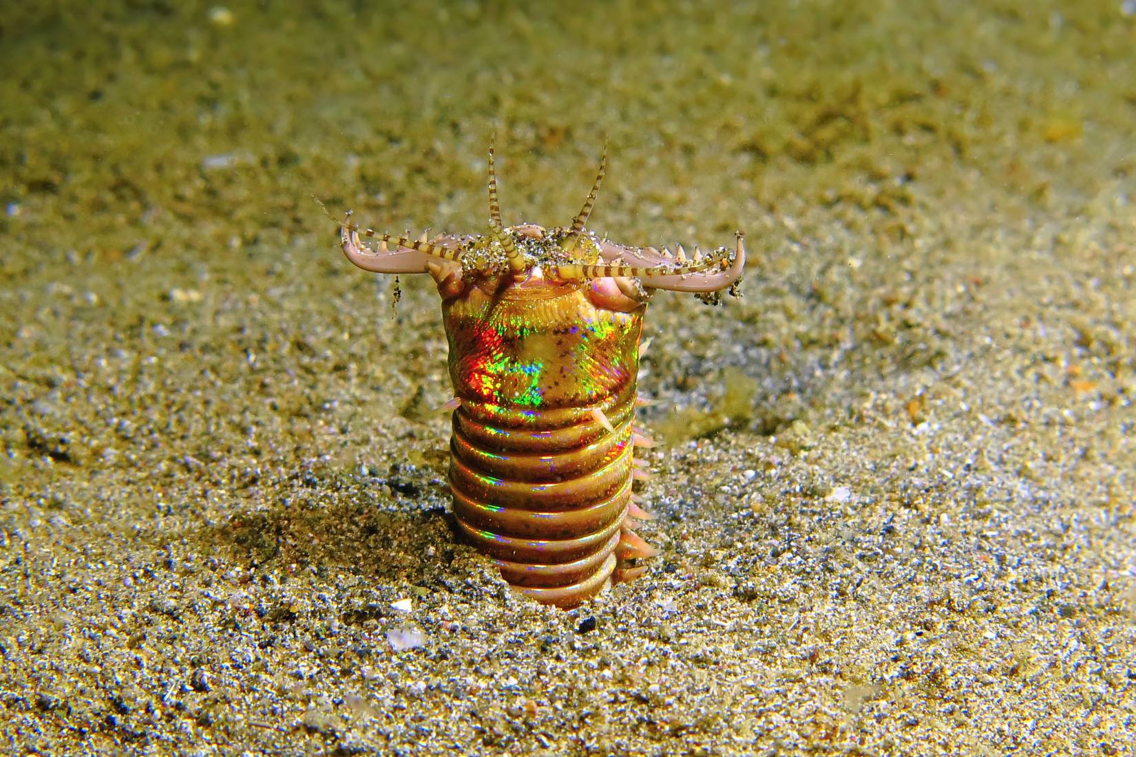 Bobbit Worm: A Gorgeous Creature That Slices Fish In Two