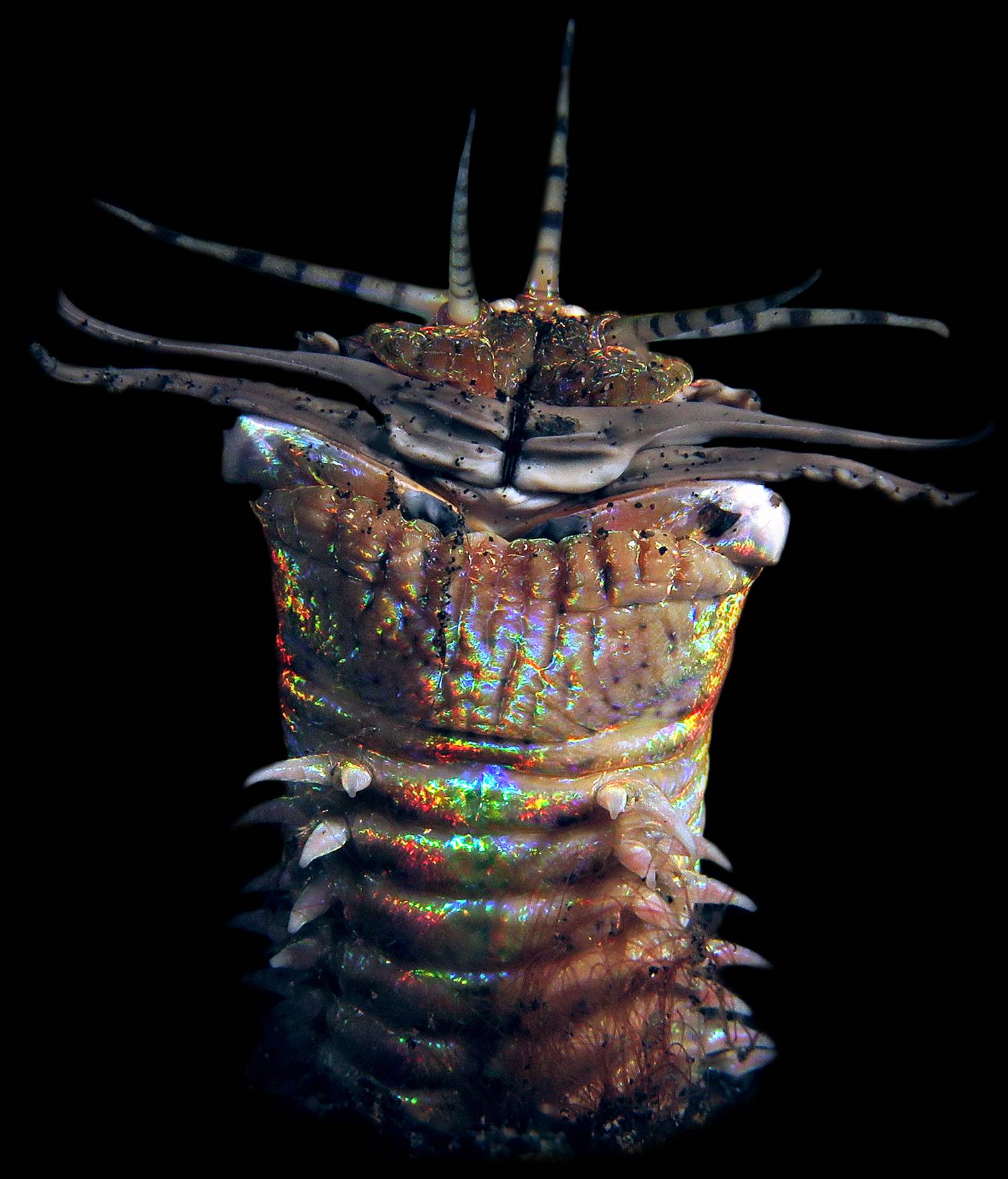 Bobbit Worm: A Gorgeous Creature That Slices Fish In Two