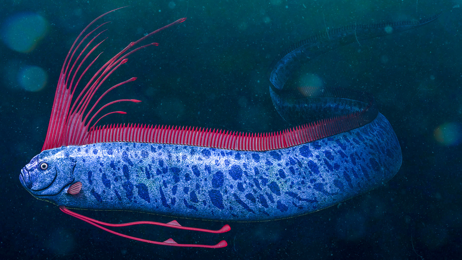 Legends Say The Doomsday Fish Warns Of Earthquakes And History Is Full ...