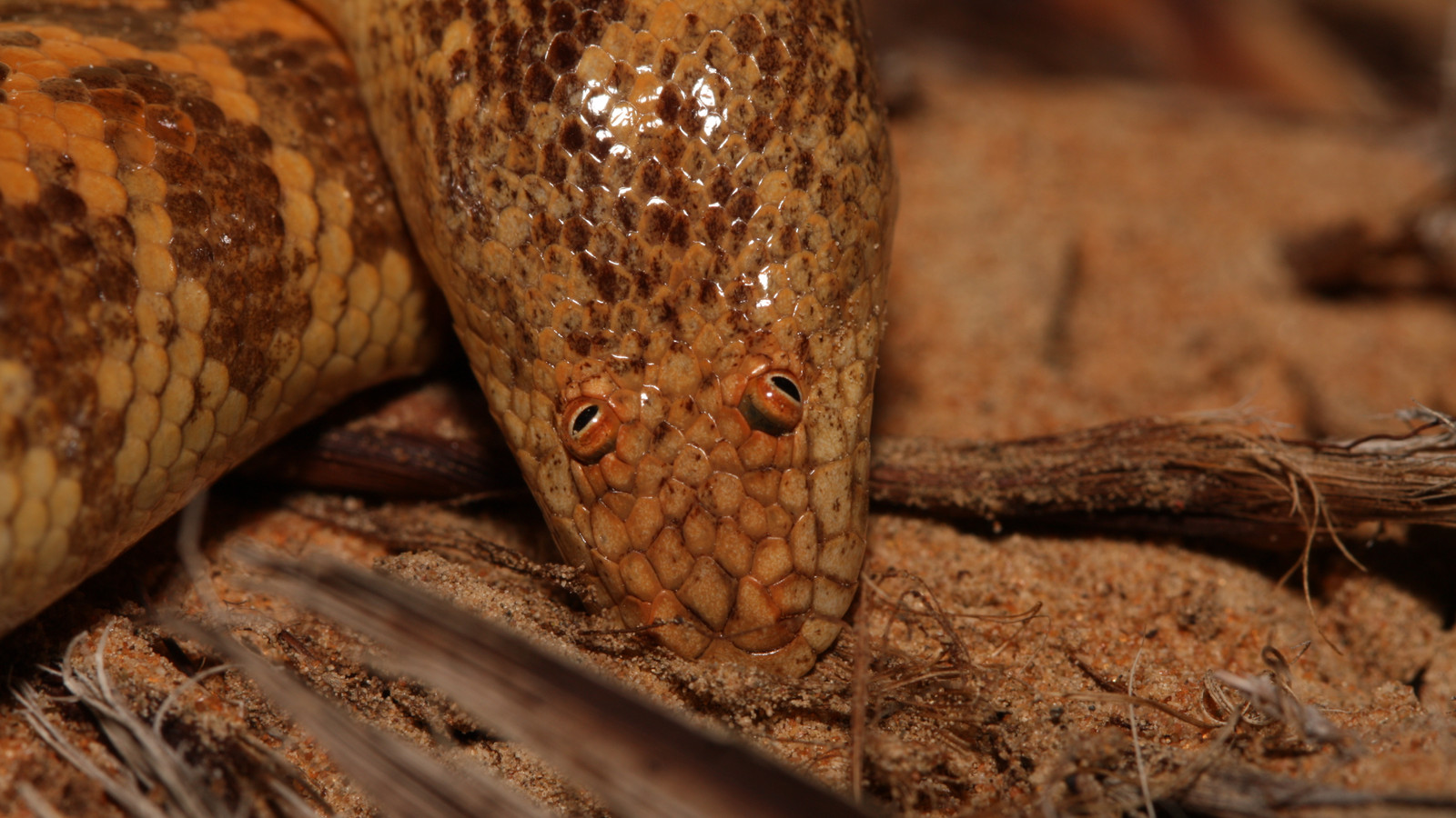 Don’t Be Fooled By Its Goofy Eyes, The Arabian Sand Boa Is A Deadly Hunter